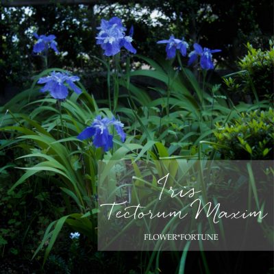 Iris tectorum Maxim | プリザーブドフラワーのある暮らしプリザーブドフラワーのある暮らし